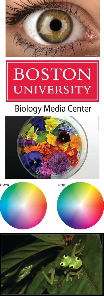 Biology Media Center | Boston University