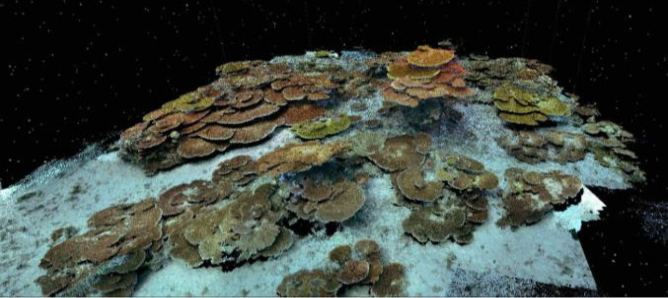 BI 539 – Coral Reef Dynamics | Marine Program