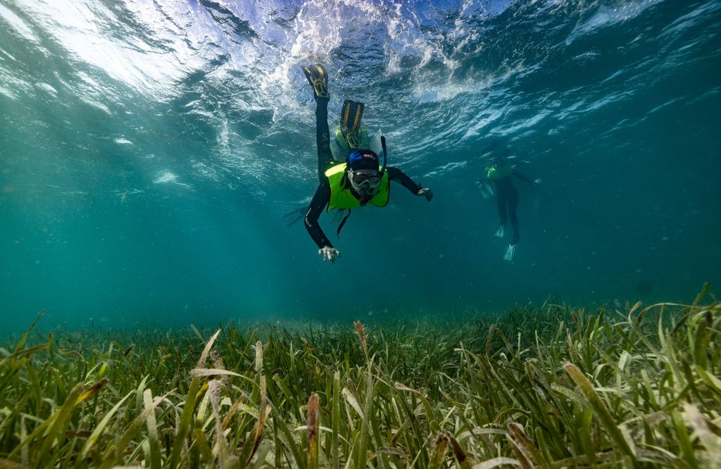 BI/EE 562: Tropical Seagrass Ecology | Marine Program