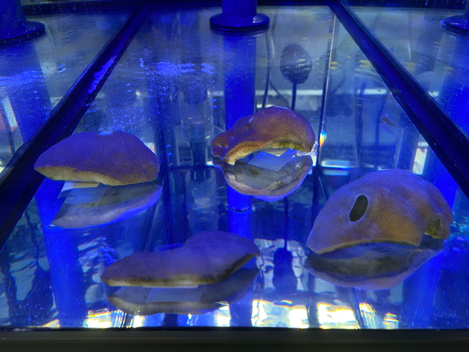 Discovery of widespread coral diversity may change conservation efforts ...