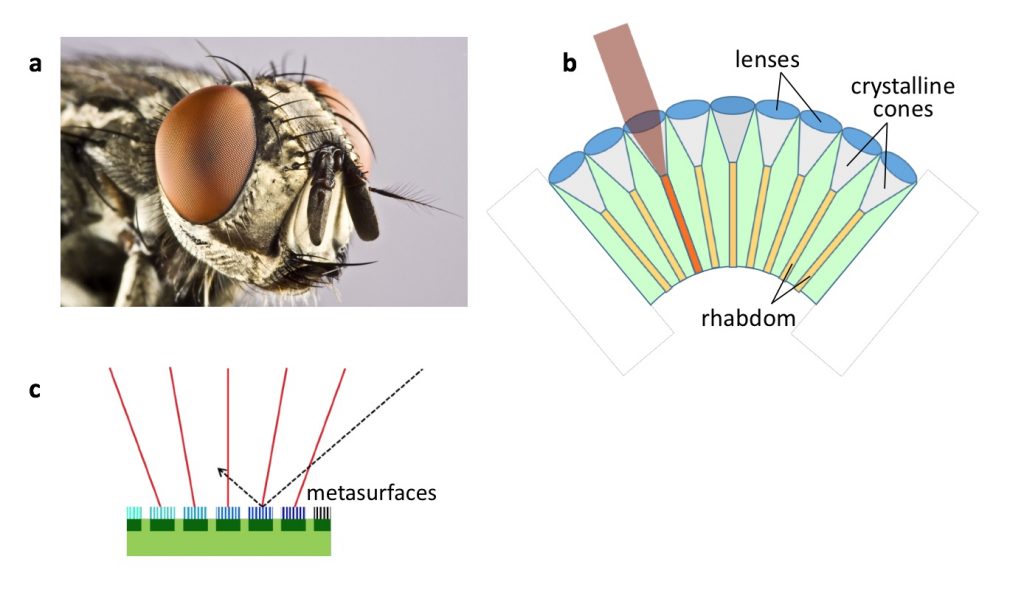 A Bug’s-Eye View | Center for Information & Systems Engineering