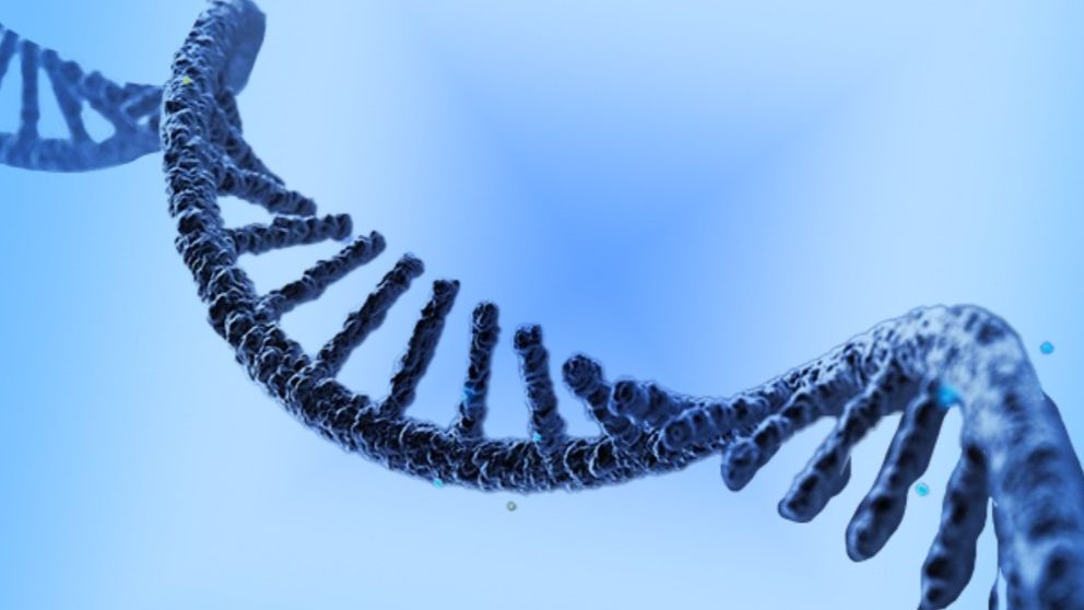Department of Biomedical Engineering | College of Engineering