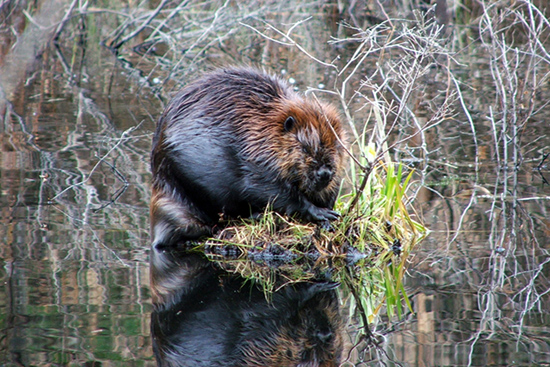 Beavers vs. Humans | BU Today | Boston University