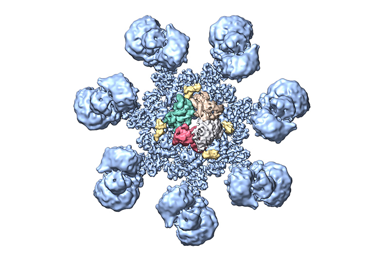 3D Map of Apoptosome in Action Offers Better Understanding of Cell ...