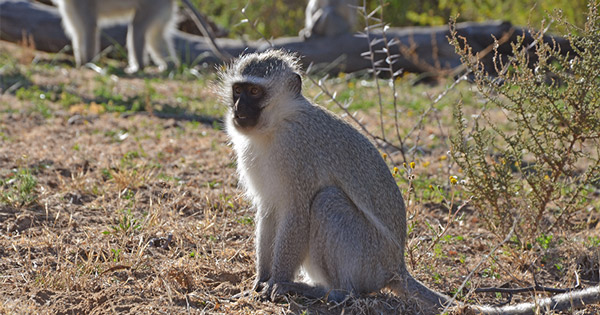 Chunky Monkeys | The Brink | Boston University