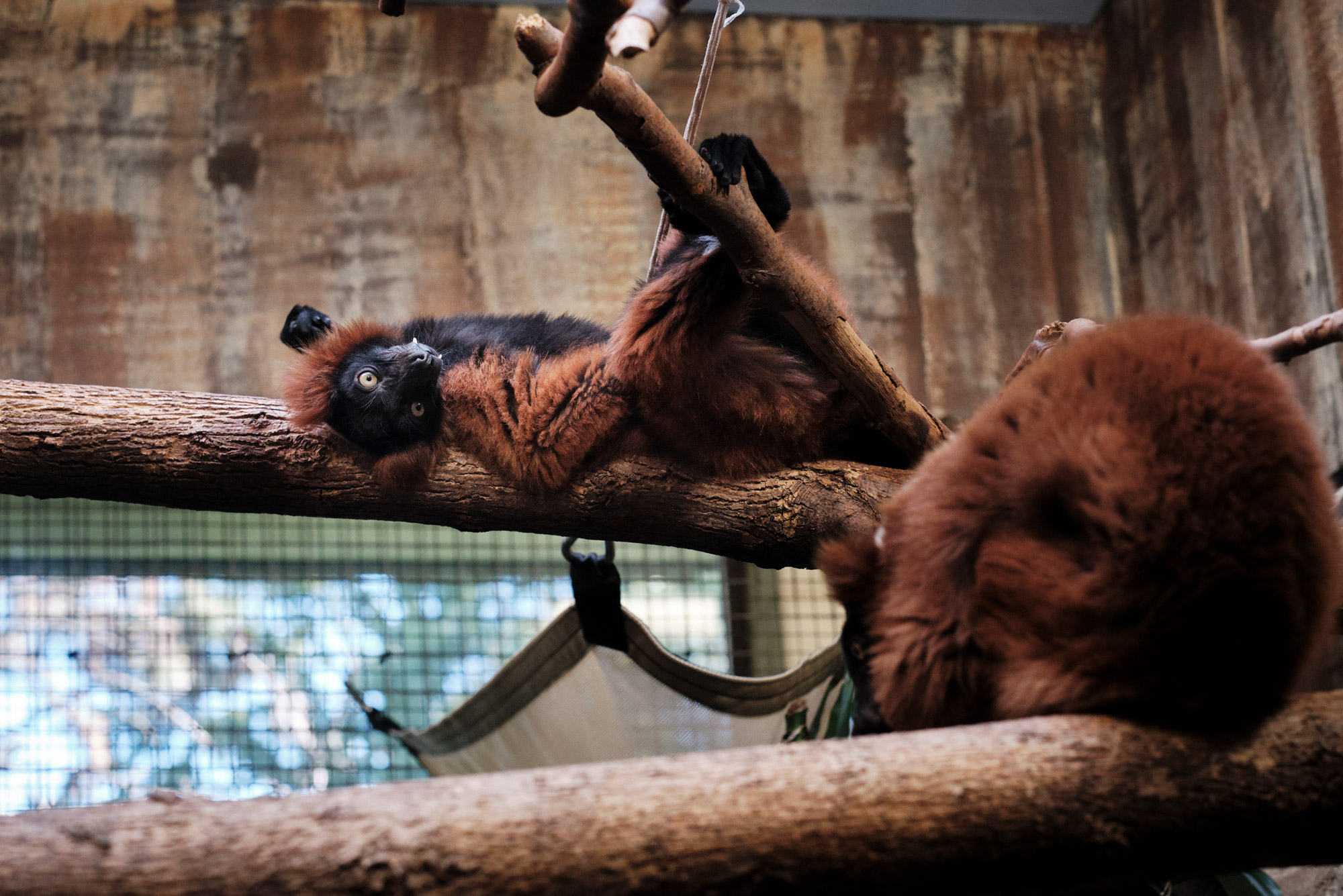 My Summer as a Zookeeper at the Cleveland Metroparks Zoo | BU Today ...