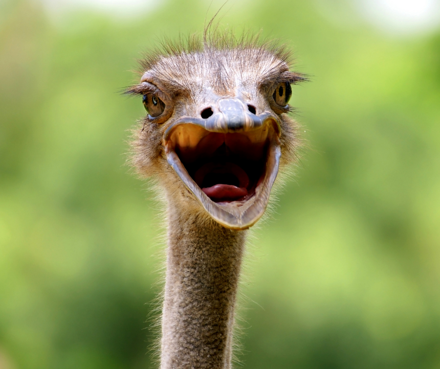In Honor of World Smile Day, Here are Seven Animals Smiling | Hey BU