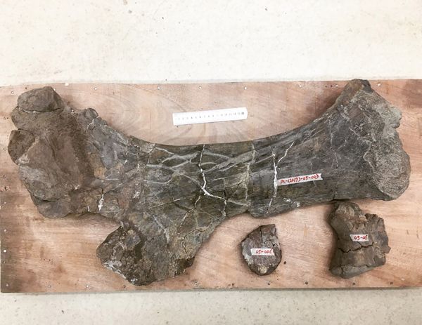 Bone Weathering May Help Forensic Anthropologists Determine Time of ...