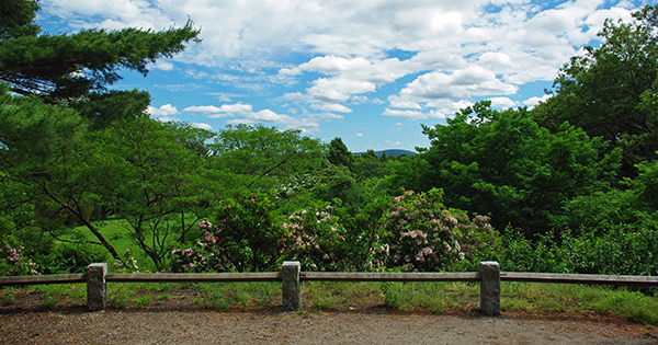 Arnold Arboretum