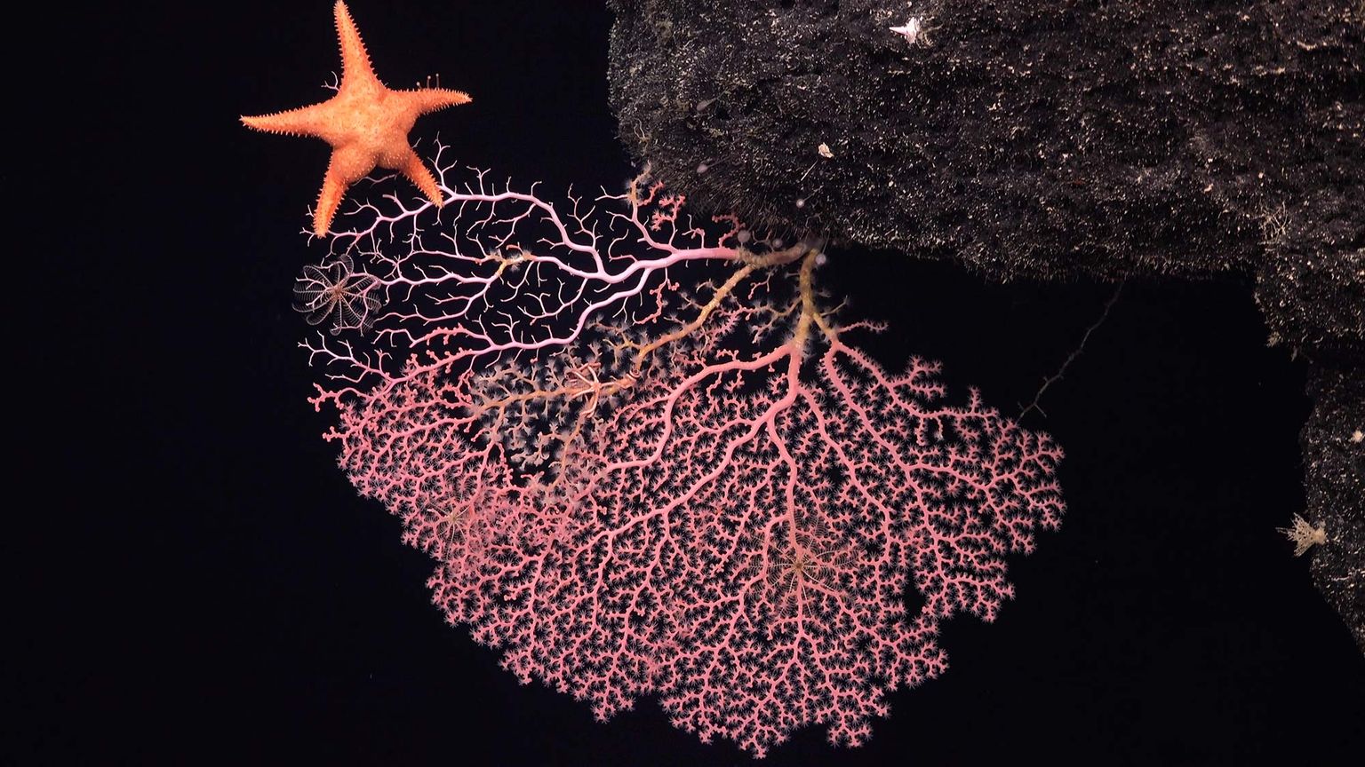There’s More to the Story behind Rare Glass Octopus Footage | The Brink ...