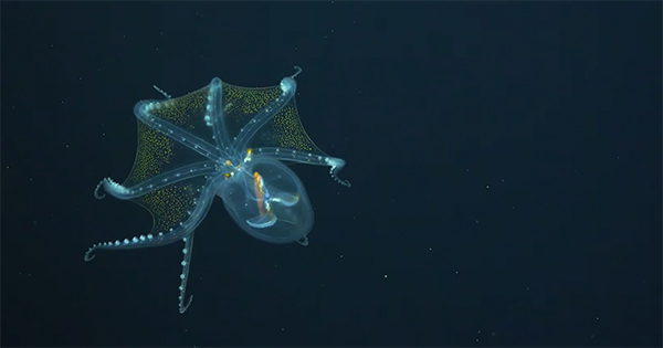 There’s More to the Story behind Rare Glass Octopus Footage | The Brink ...