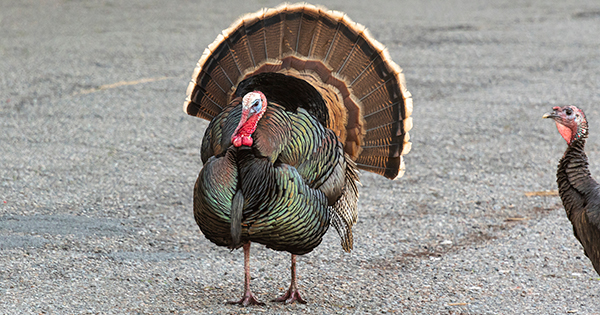 Gobble, Gobble: Wild Turkeys Star on Student-Run Instagram Page | BU ...