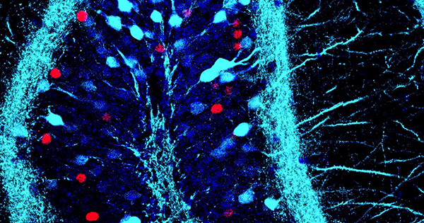 Unlocking the Power of Our Emotional Memory | The Brink | Boston University
