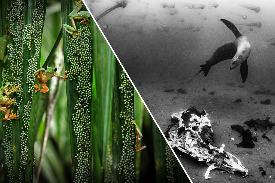 BU Student and Alum Honored in Wildlife Photographer of the Year ...