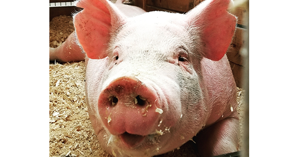 Your Bacon Shouldn’t Be the Product of Animal Cruelty, Says Animal ...