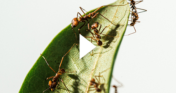 BU’s “Ant Man” Studies Ant Brains | The Brink | Boston University