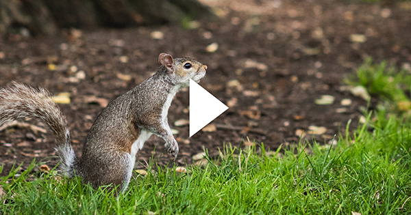 Video: There’s Something Squirrelly about This Class | BU Today ...