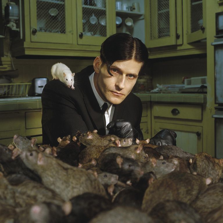 Rats! Does Boston Need a “Rat Czar”? | BU Today | Boston University