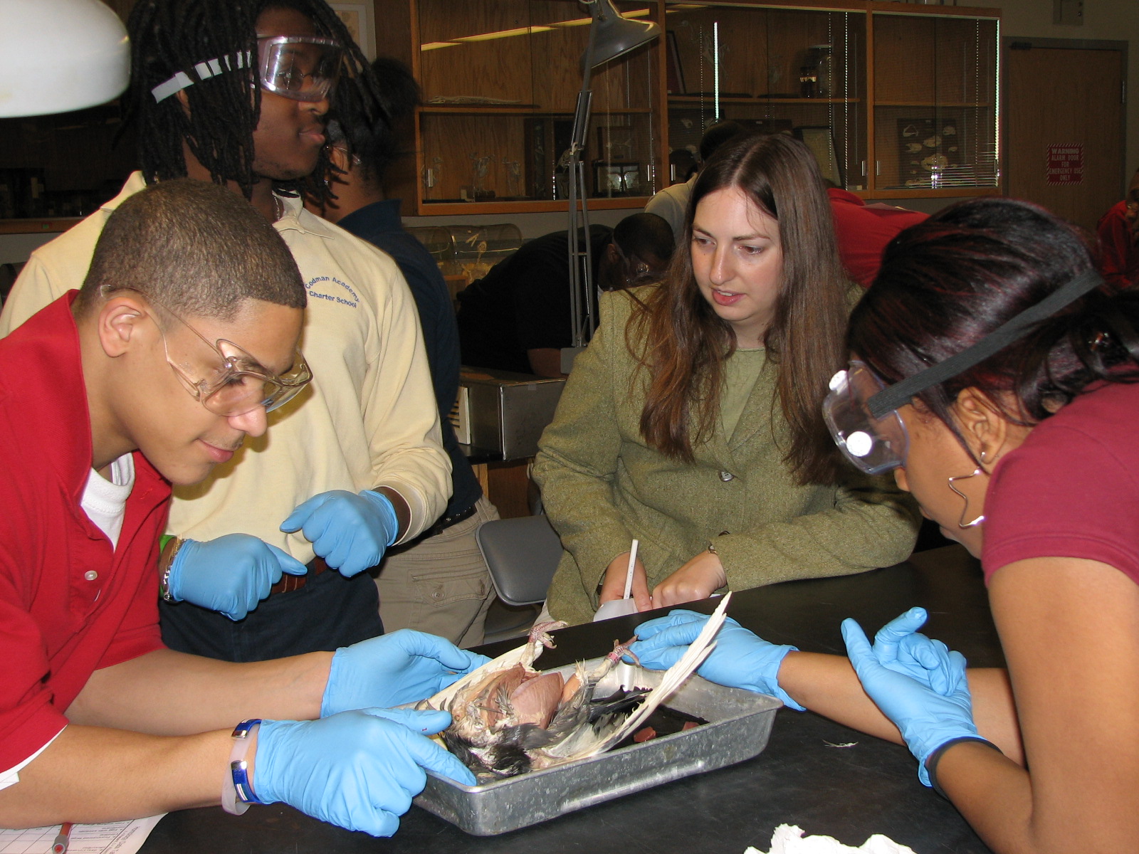 LERNet | BIOBUGS: Anatomy Gallery