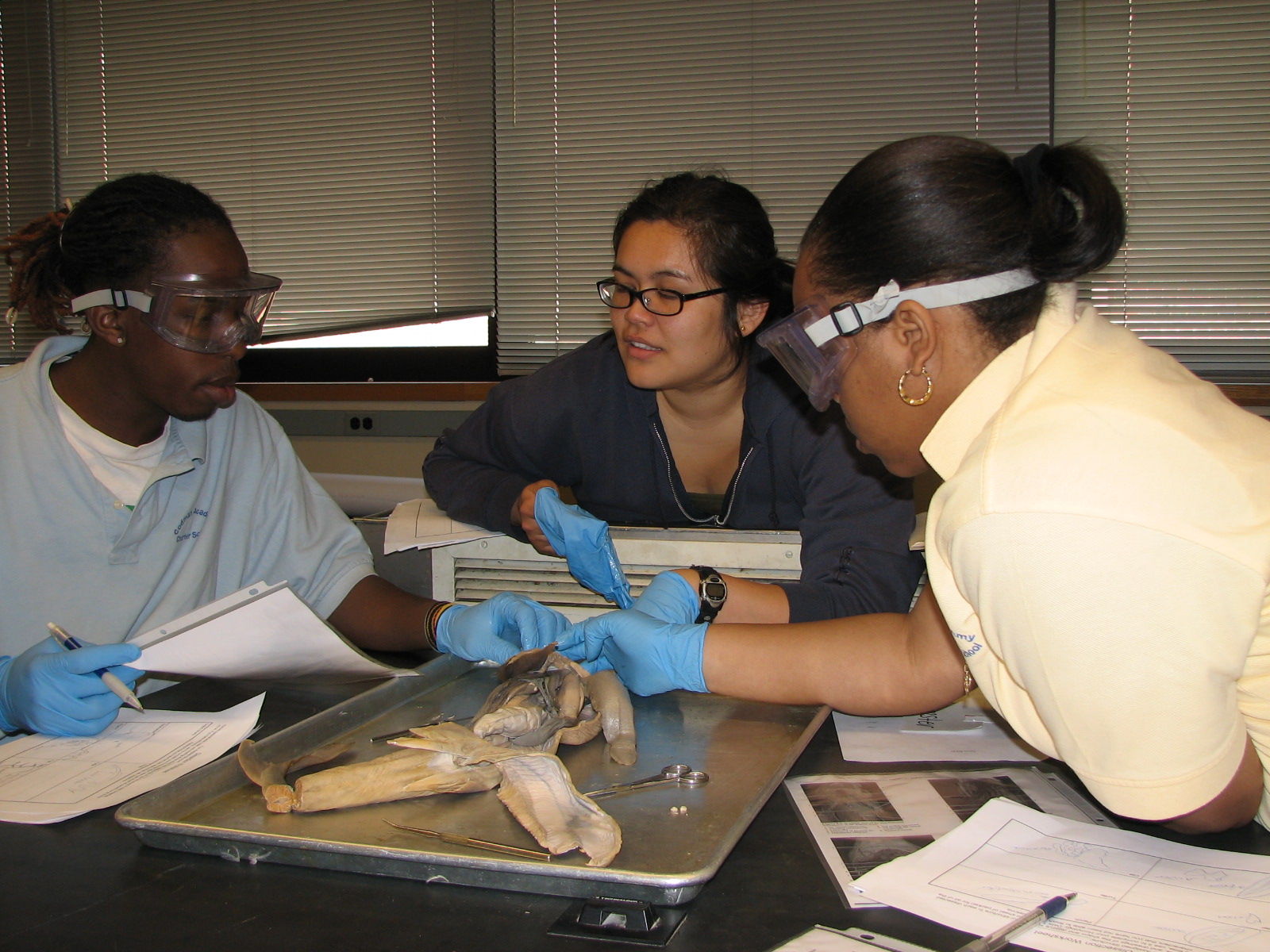 LERNet | BIOBUGS: Anatomy Gallery