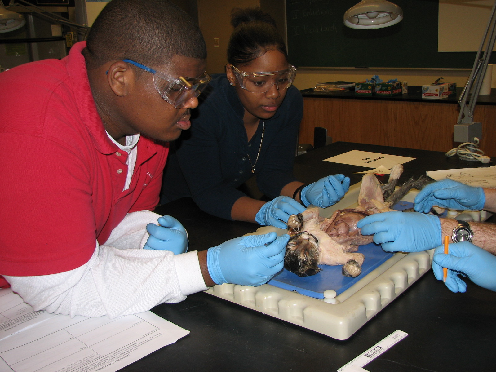 LERNet | BIOBUGS: Anatomy Gallery