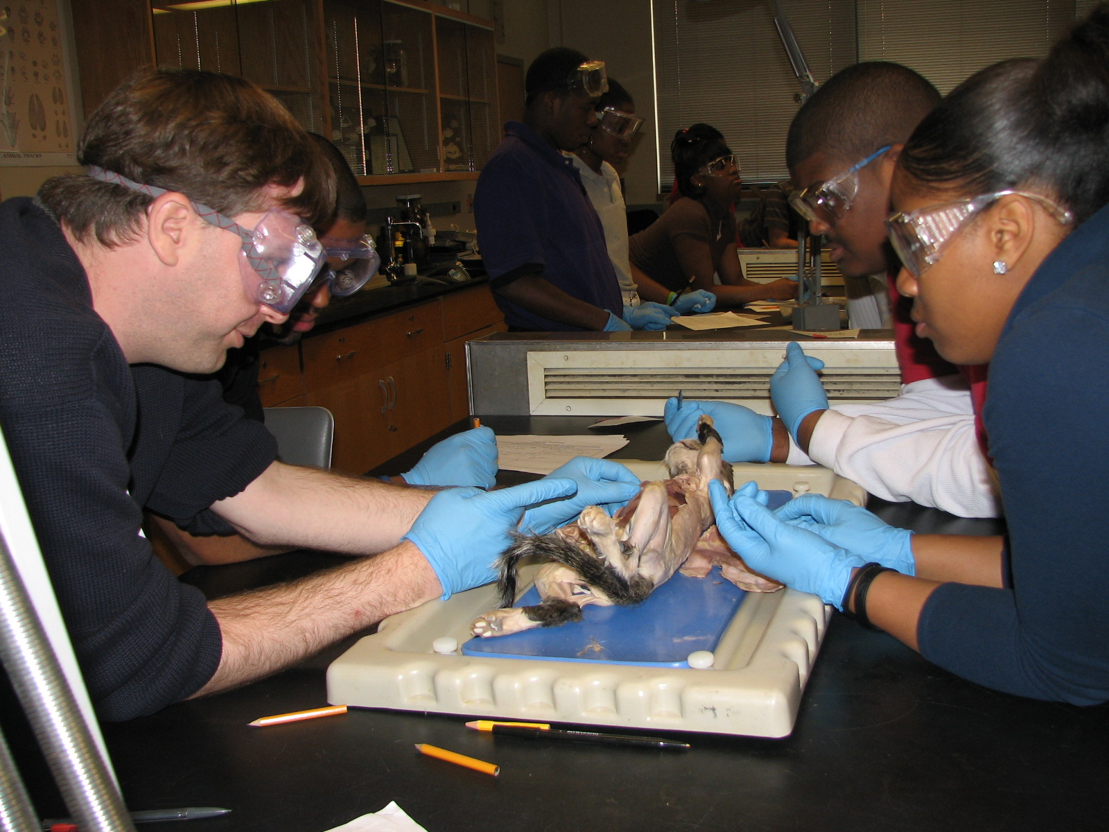 LERNet | BIOBUGS: Anatomy Gallery