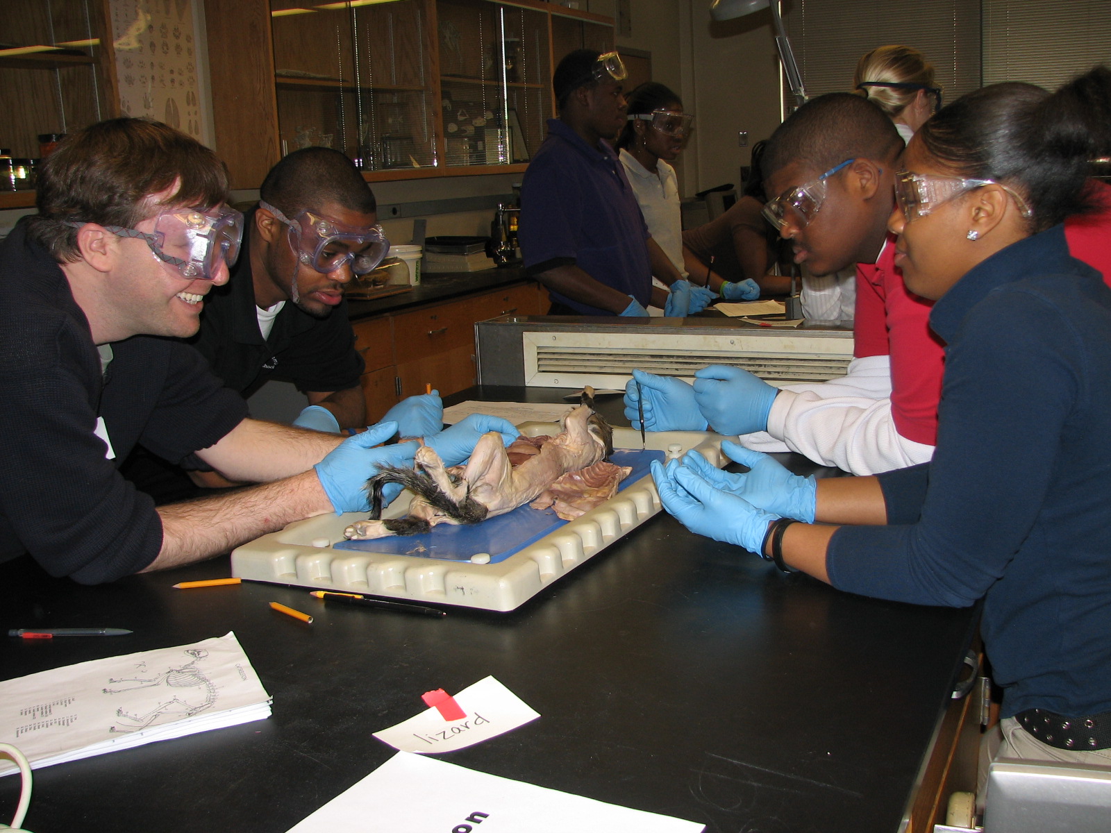 LERNet | BIOBUGS: Anatomy Gallery