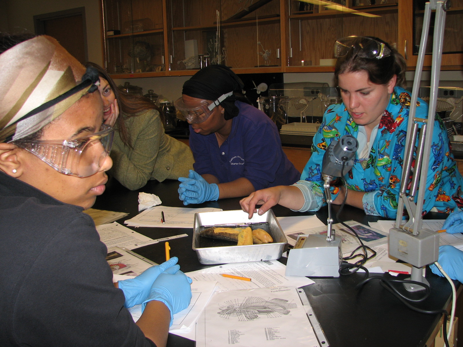 LERNet | BIOBUGS: Anatomy Gallery