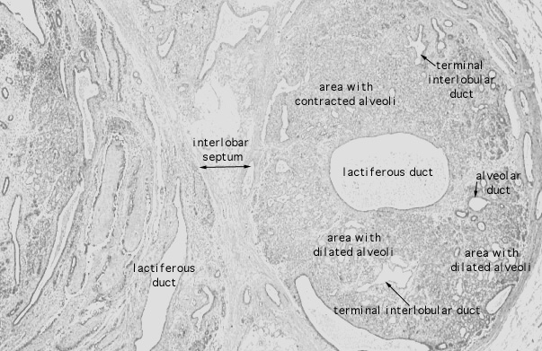 HLS [ Female Reproductive System, mammary gland, lobules] HIGH MAG labeled
