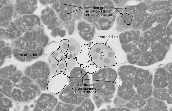 HLS [ Digestive System: Oral Cavity and Teeth, parotid gland, striated ...