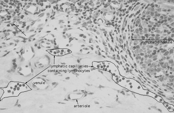 HLS [ Lymphoid Tissues and Organs, lymphatic capilaries with ...