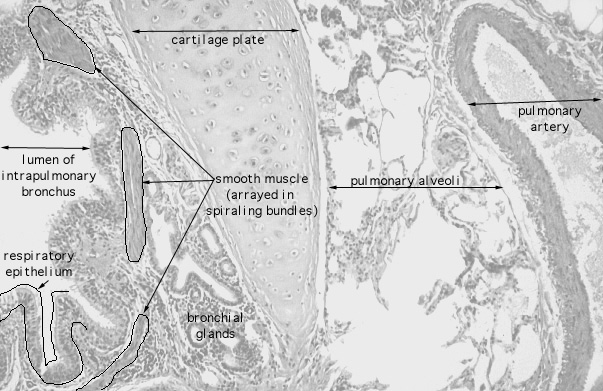 HLS [ Respiratory System, lung (sheep), intrapulmonary bronchus] HIGH ...