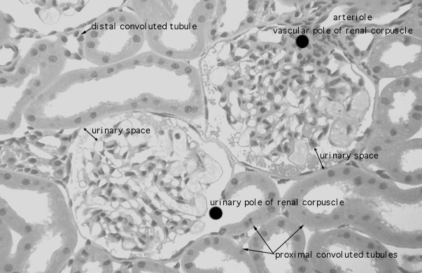 HLS [ Urinary System, kidney, H&E, vascular/urinary poles] HIGH MAG labeled