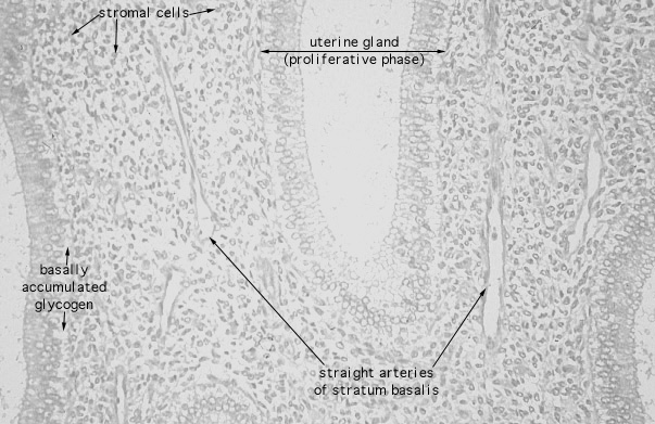 HLS [ Female Reproductive System, uterus, strata basalis] HIGH MAG labeled