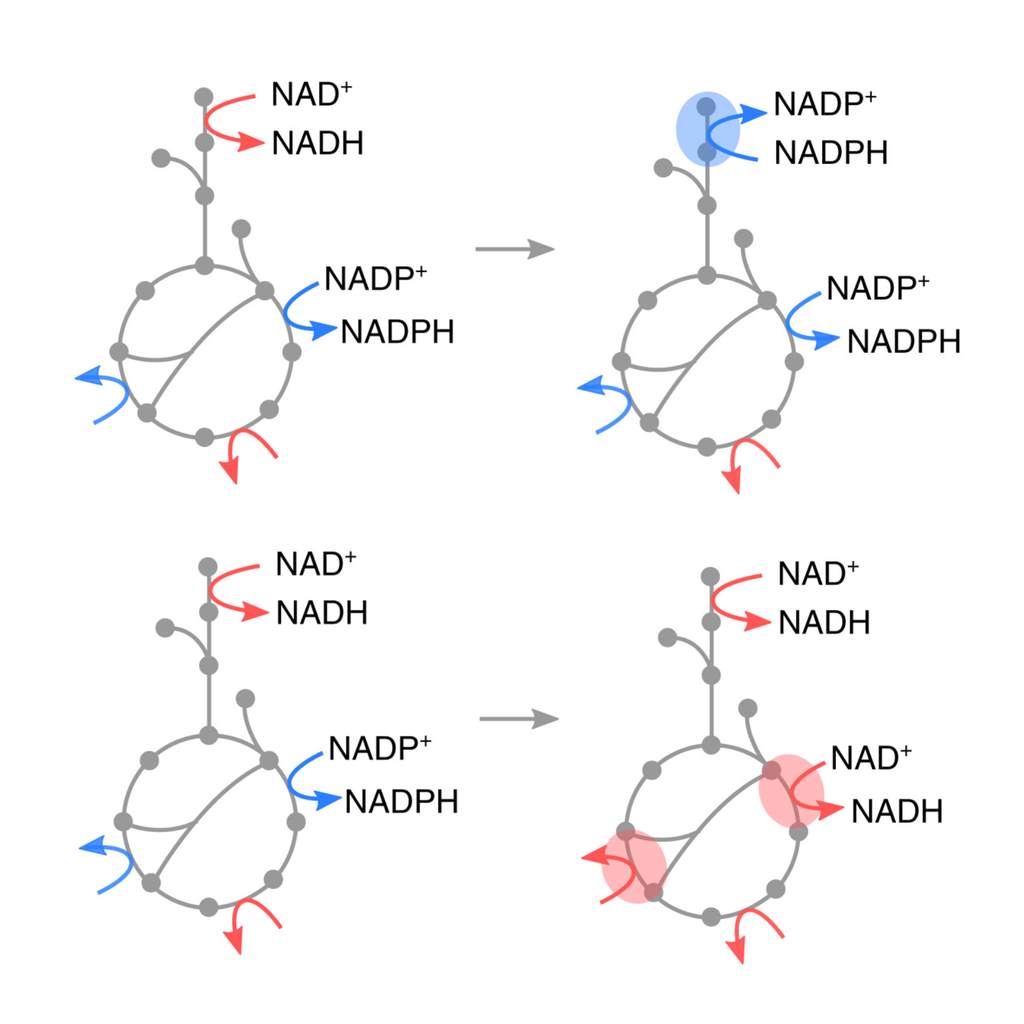 Research | Daniel Segrè Lab