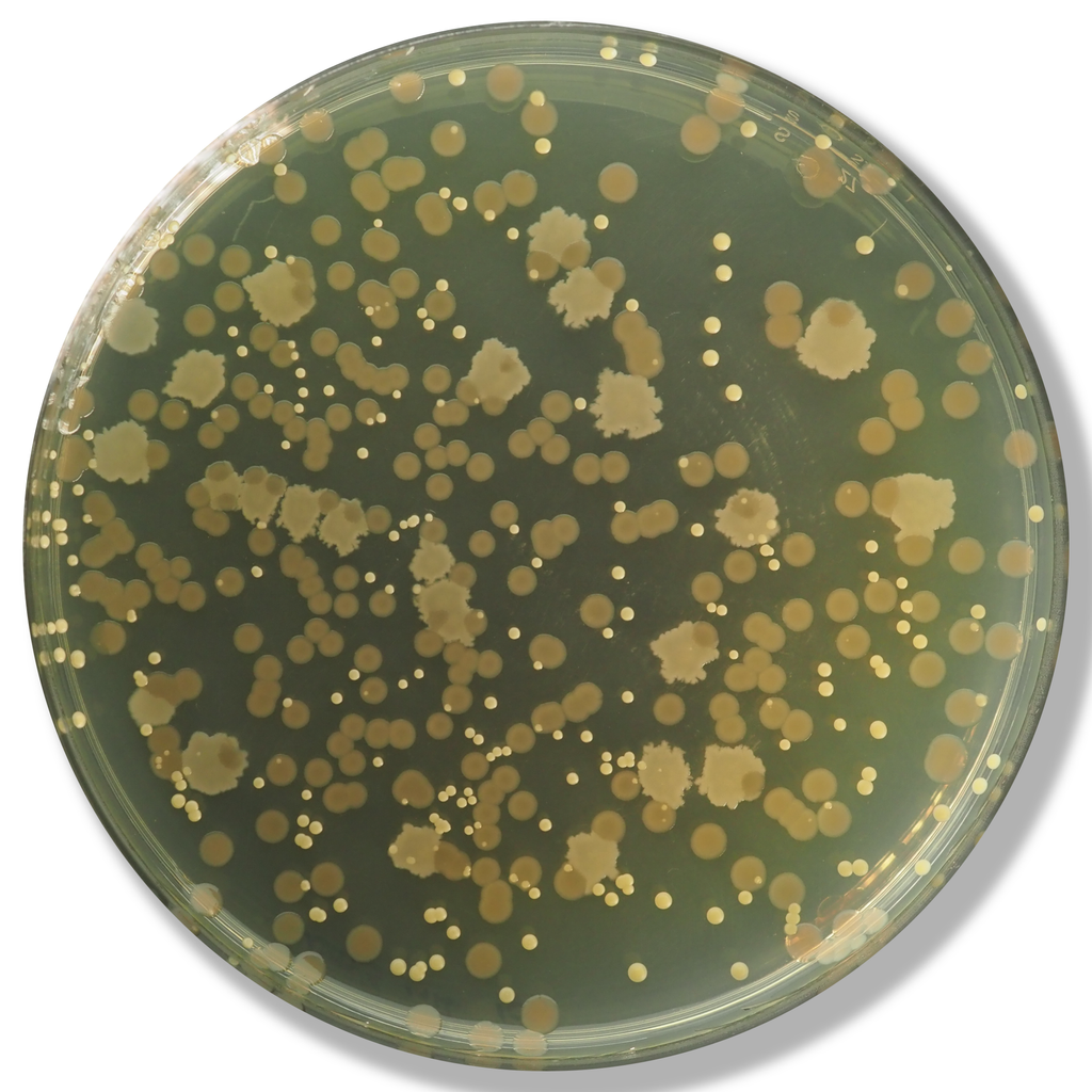 Research | Daniel Segrè Lab