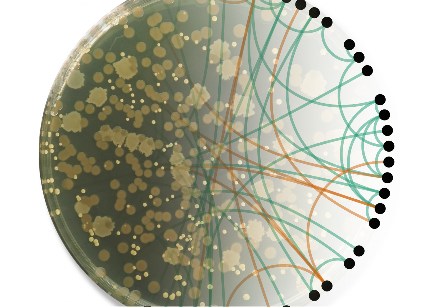 Daniel Segrè Lab