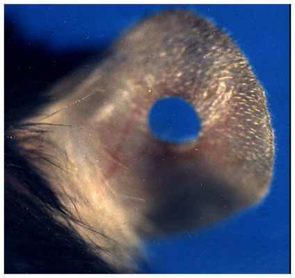 Chrysalis: Put Article/Section Headline Here